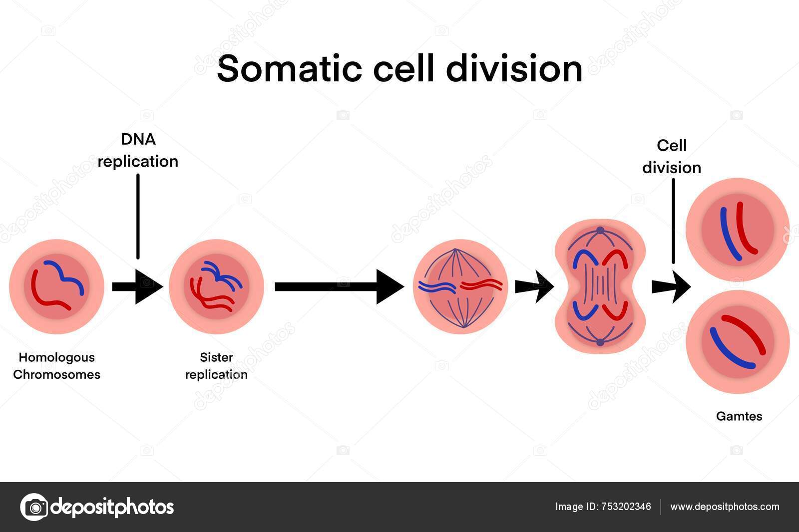 Specifically Mitosis Key Stages Cell Division Beginning Dna Replication ...
