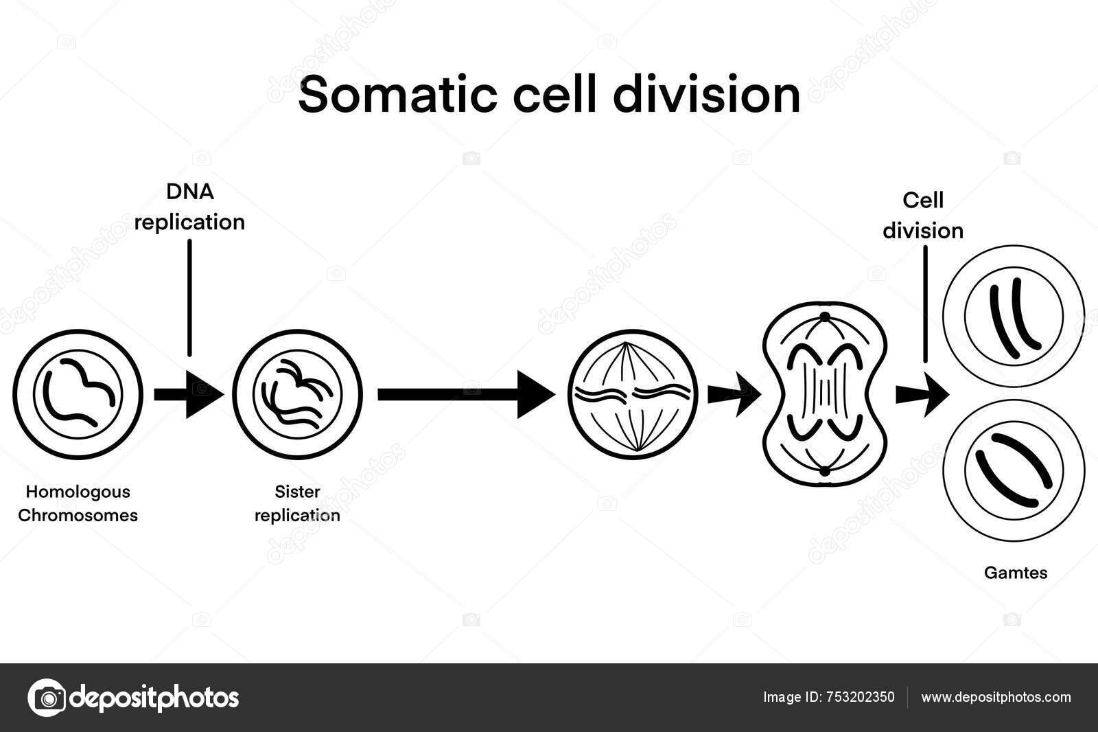Specifically Mitosis Key Stages Cell Division Beginning Dna Replication ...
