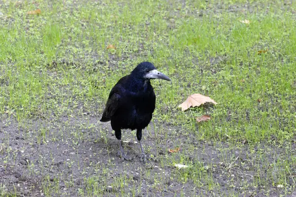 Cuervo bebé fotos de stock, imágenes de Cuervo bebé sin royalties ...