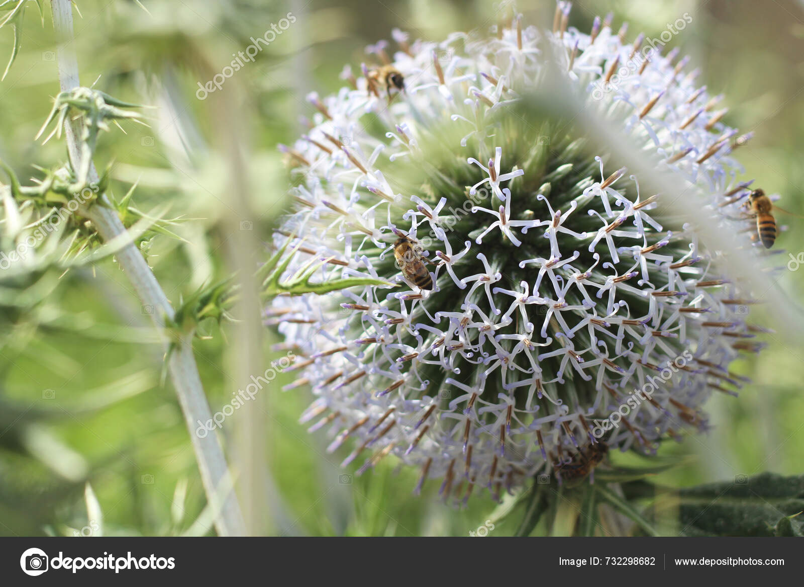 Bees Globe Thistle Flower Mace Thorn Flower Close Excellent Attractive ...