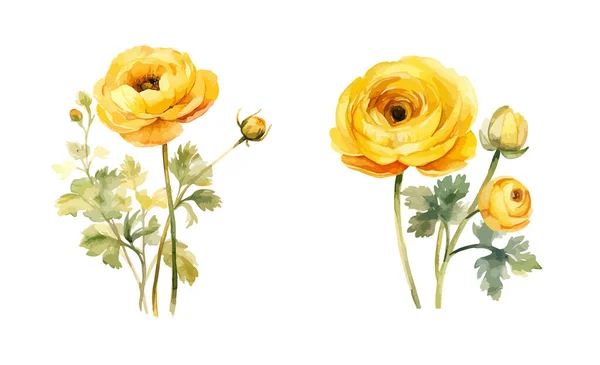 Achillea Blomma Vektor Clipart Illustration Med Isolerad Bakgrund ...