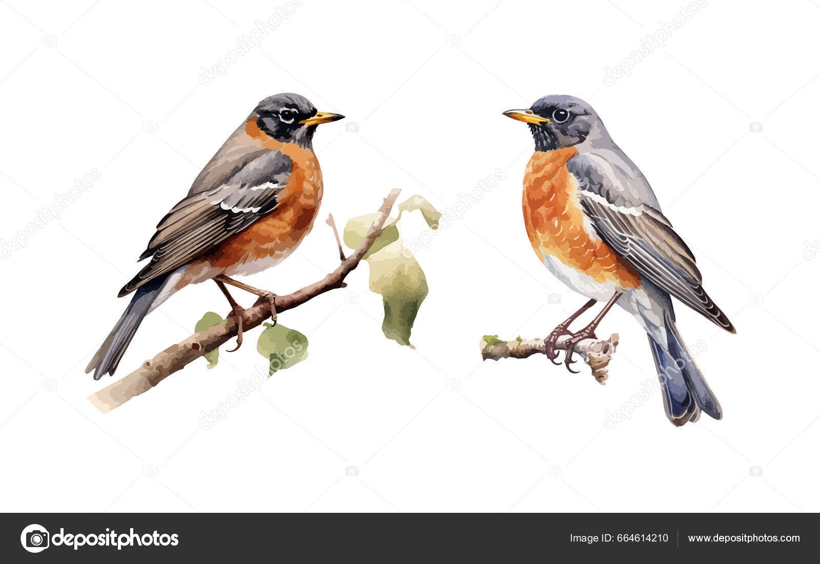American Robin Illustration