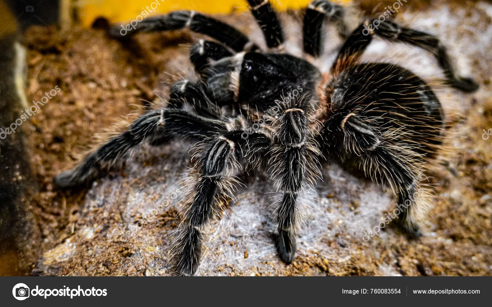 Close Tarantula Showcasing Its Unique Features Hairy Legs Sharp Eyes ...
