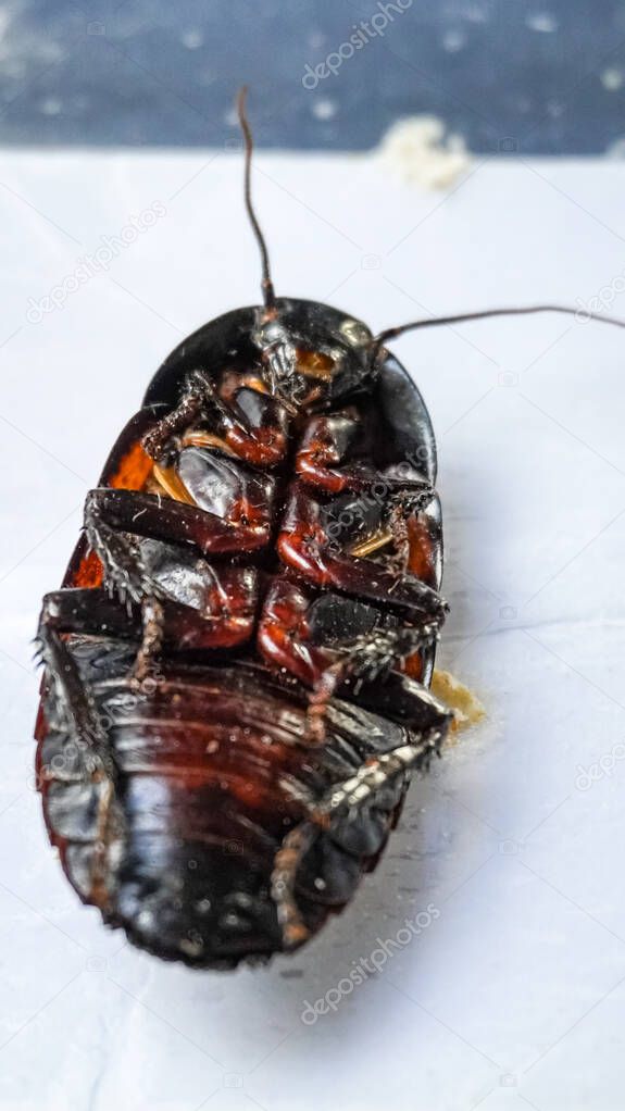 Primer plano de una cucaracha siseante de Madagascar, conocida por su ...