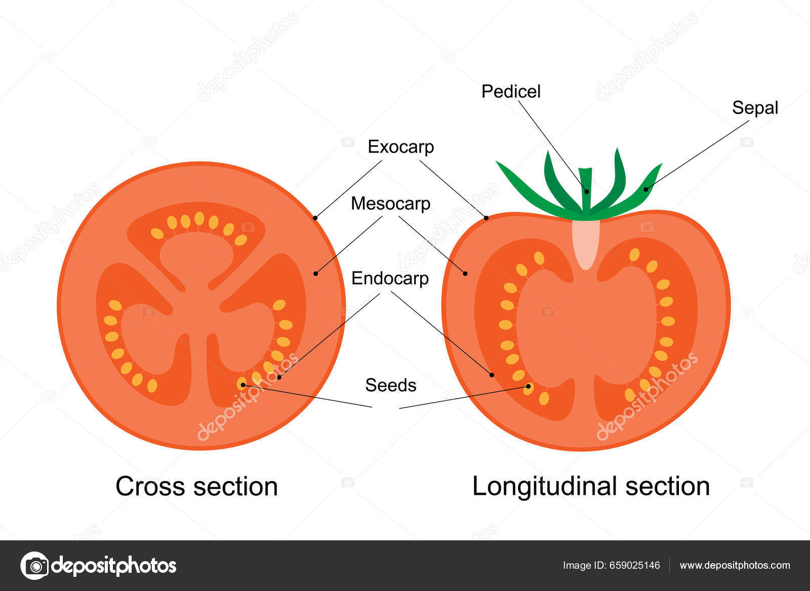 Diagrama Fruta Del Tomate Sección Transversal Longitudinal — Foto de ...