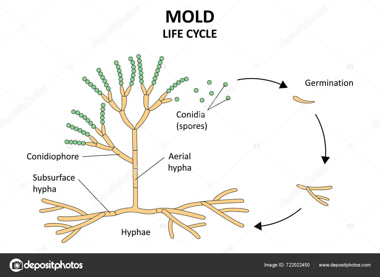 Mold Life Cycle Structure Mold Diagram Stock Vector by ©MarinaStep ...