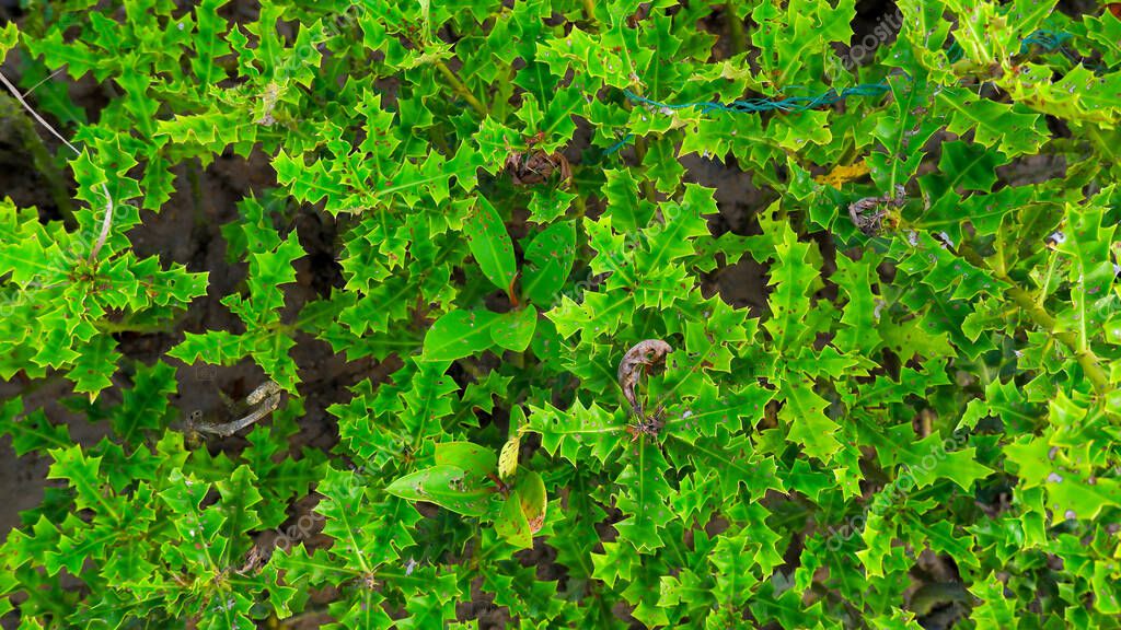 La planta de Jeruju (Acanthus Ilicifolius) vista desde arriba, con ...
