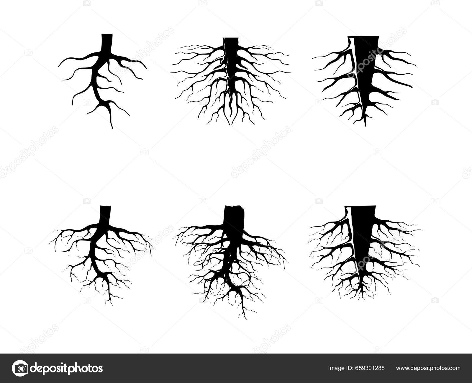 Roots Vector Collections Isolated White Stock Vector by ©KAREEMOVIC ...