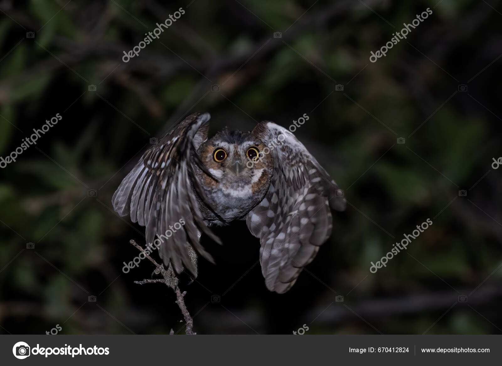 Eastern Screech Owl Flying