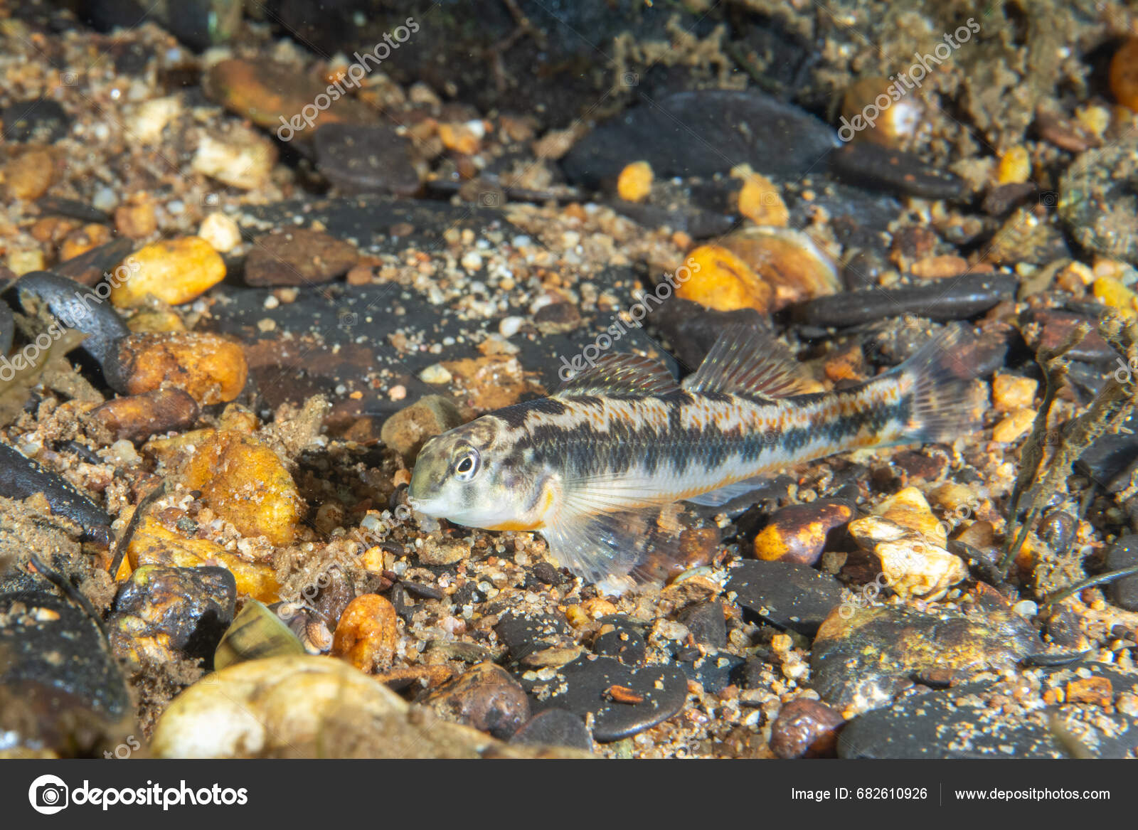 Tennessee Snubnose Darter River Bed — Stock Photo © Griffins_nature ...
