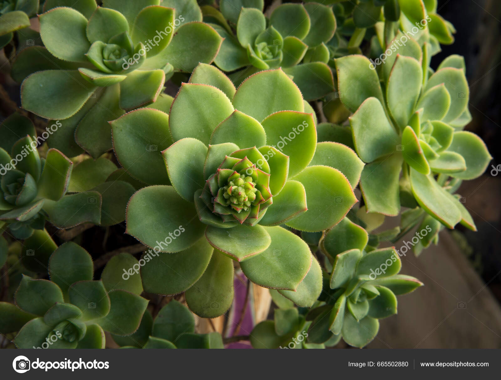 Aeonium Haworthii Pinwheel