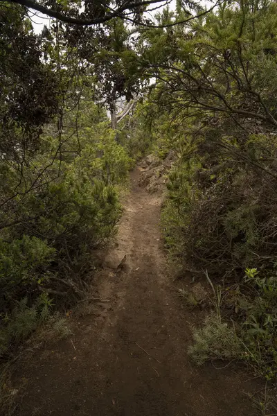 Termite trail Stock Photos, Royalty Free Termite trail Images ...