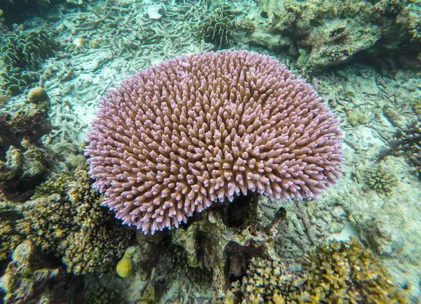 Marina trunk Stock Photos, Royalty Free Marina trunk Images | Depositphotos