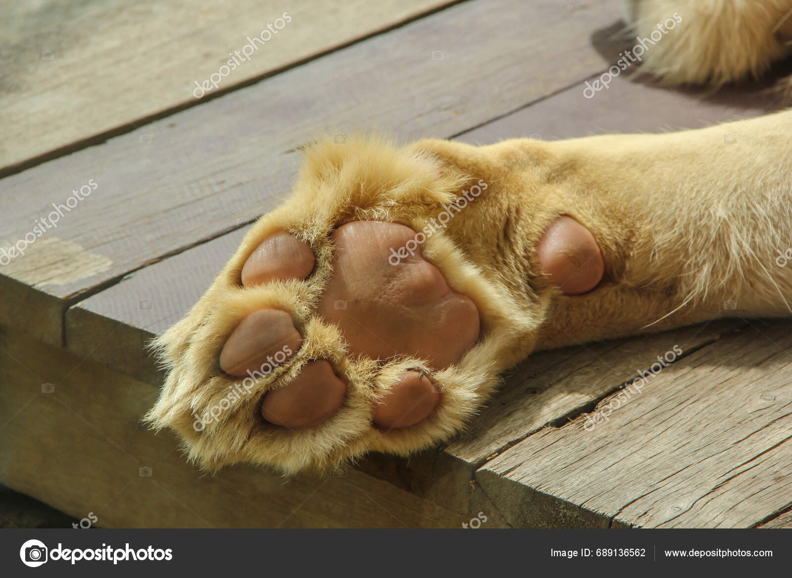 Close Image Lion Foot — Stock Photo © NikSriwattanakul #689136562