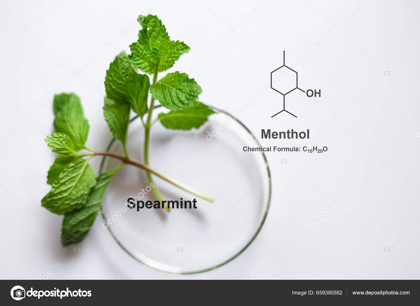 Chemical Structure Menthol Compound Spearmint Tree Major Compound Plant ...