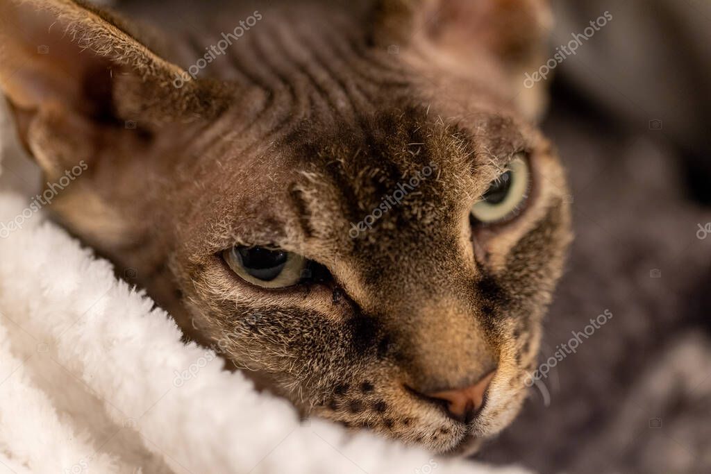 Esta imagen íntima muestra una mirada cautivadora de los gatos Esfinge ...