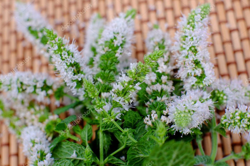 Esta imagen captura las delicadas y minúsculas flores blancas de menta ...