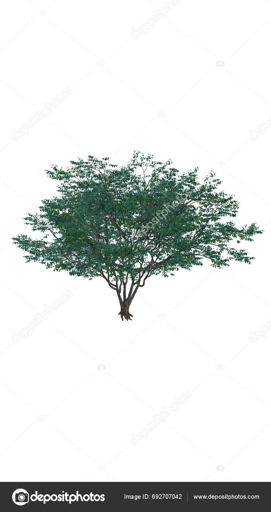 Isolated Tree Transparent Background Single Tree Isolated White ...