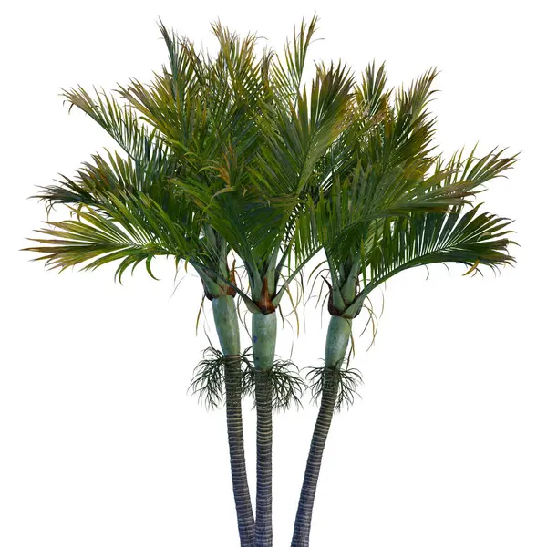 Isolated Tree Transparent Background Single Tree Isolated White ...