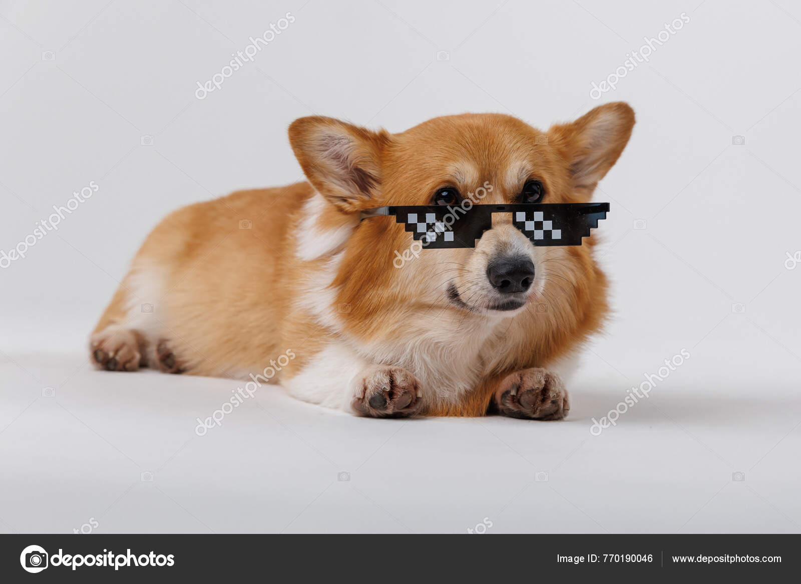 Chill Perro Corgi Con Gafas Sol Pixeladas Relajado Elegante Una — Foto ...