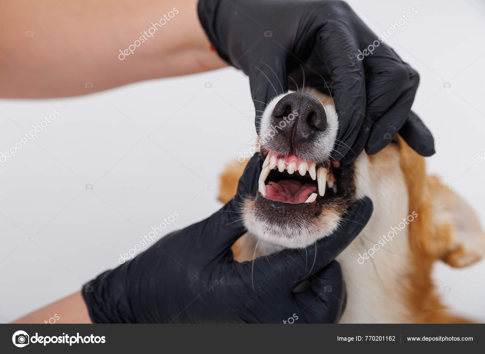 Veterinarian Examining Dogs Teeth Mouth Checking Dental Health Gloves ...