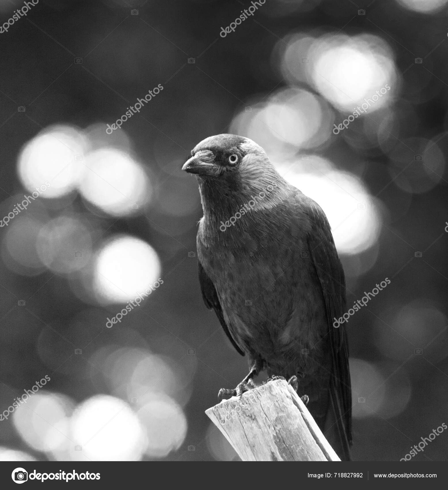 Black Raven Sitting Wooden Table — Stock Photo © Clintjohn #718827992