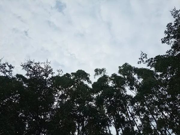 Bambu sky Stock Photos, Royalty Free Bambu sky Images | Depositphotos