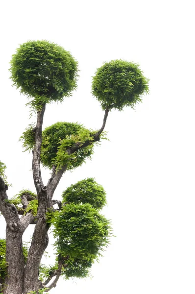 Bonsai collage Stock Photos, Royalty Free Bonsai collage Images ...