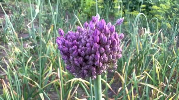 Vidéos pour Oignon géant, Oignon géant clips vidéo HD / 4K, footage ...