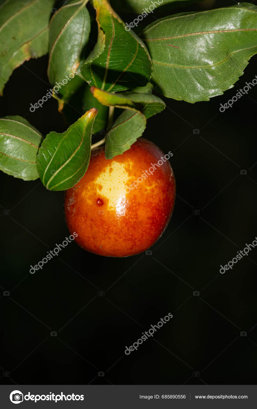 Chinese Red Persimmon Jujube Close Fruit Traditional Chinese Plant ...