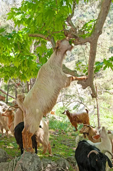 Cascade of goat Stock Photos, Royalty Free Cascade of goat Images ...