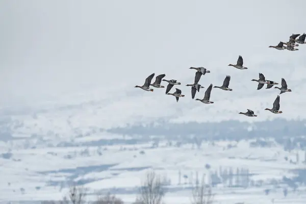 Canada goose migration Stock Photos, Royalty Free Canada goose ...