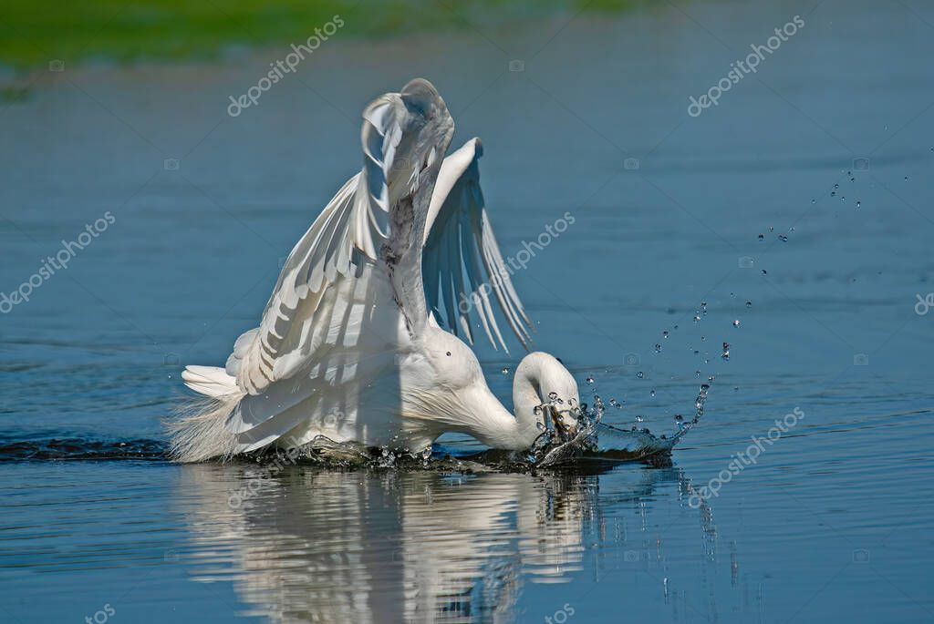 Garza caza peces en el lago. Un pájaro atacando a su presa. Gotas de ...