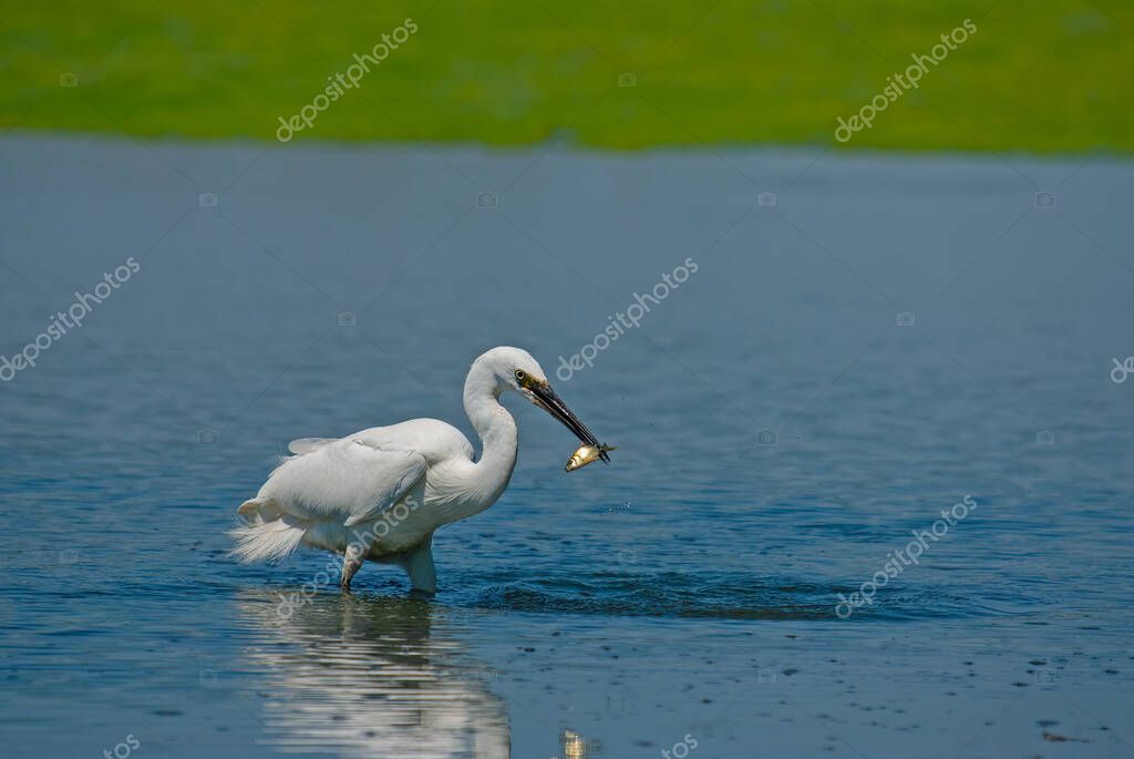 Garza caza peces en el lago. Un pájaro atacando a su presa. Gotas de ...