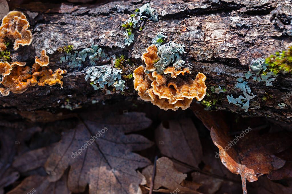 Champiñón amarillo / naranja en un tronco Colección de champiñones que ...