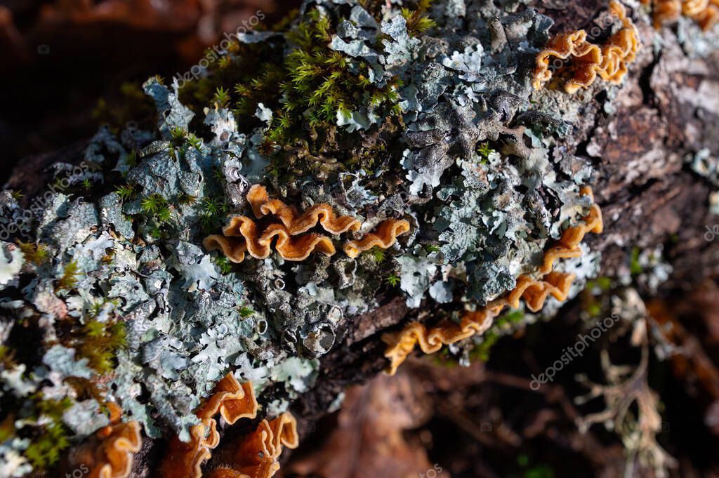 Champiñón amarillo / naranja en un tronco Colección de champiñones que ...