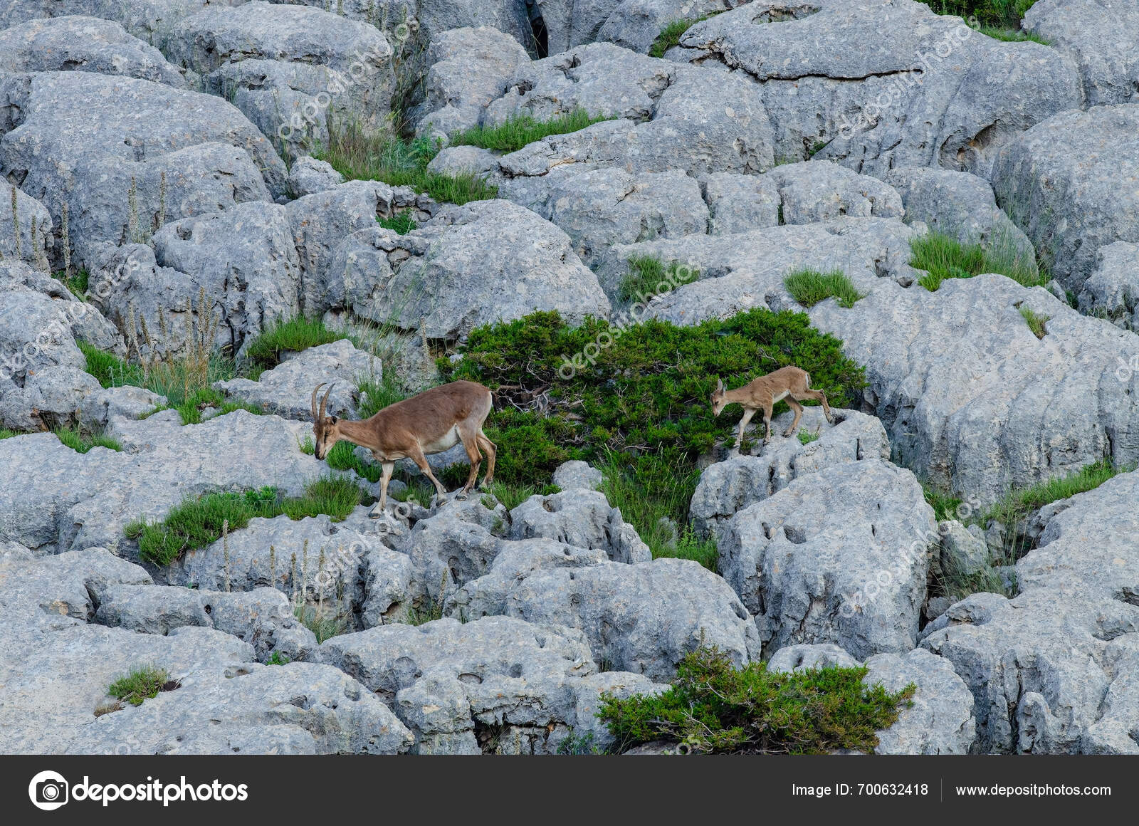 Female Wild Goat Her Young Feeding Rocks Capra Aegagrus — Stock Photo ...