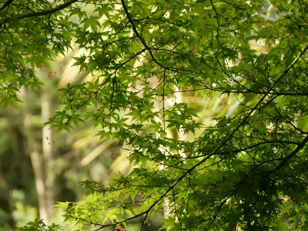 fresh green leaves of maple tree in spring. japanese maple leafing out ...
