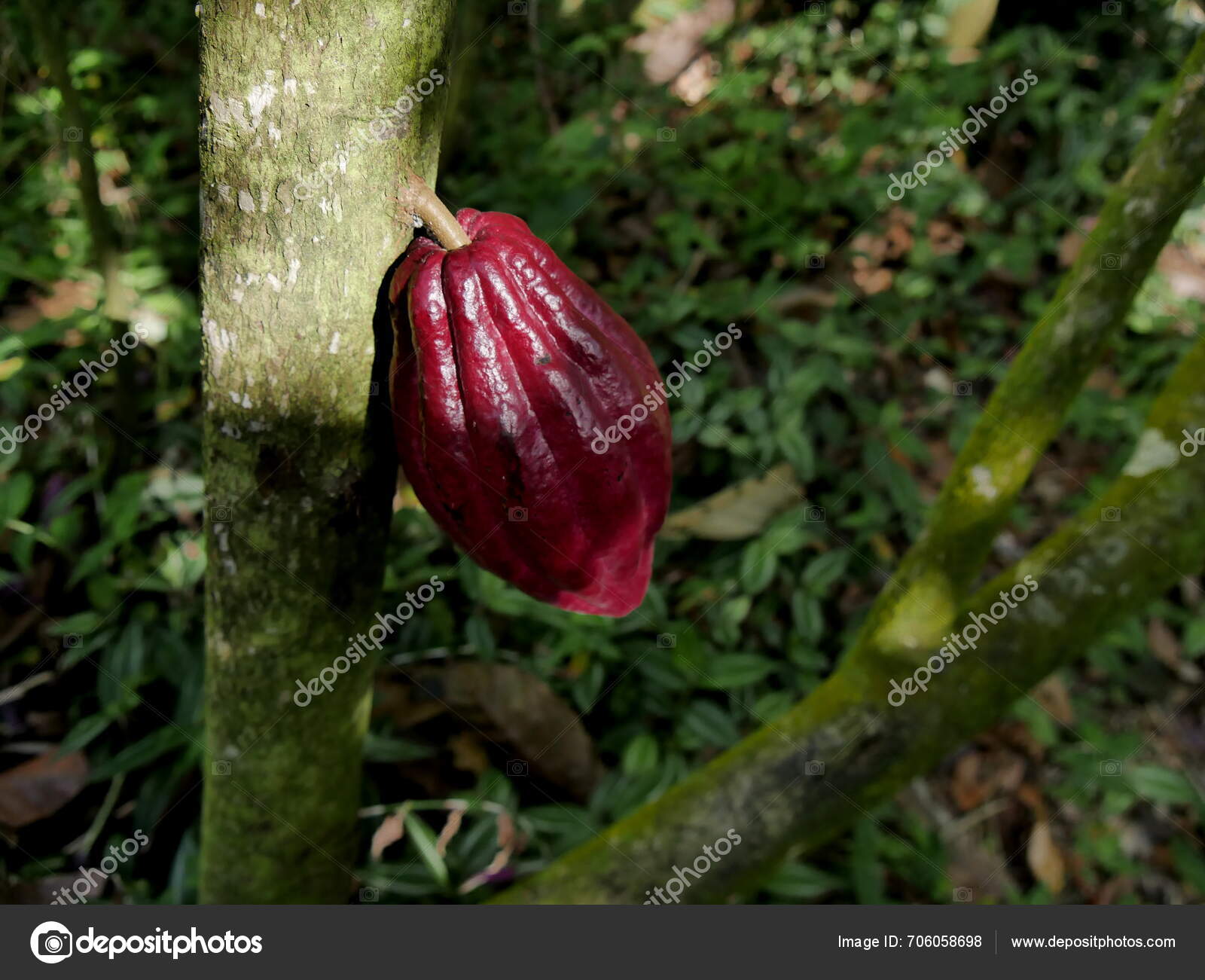 Isolated Red Criollo Cacao Husk Growing Theobroma Cacao Tree — Stock ...