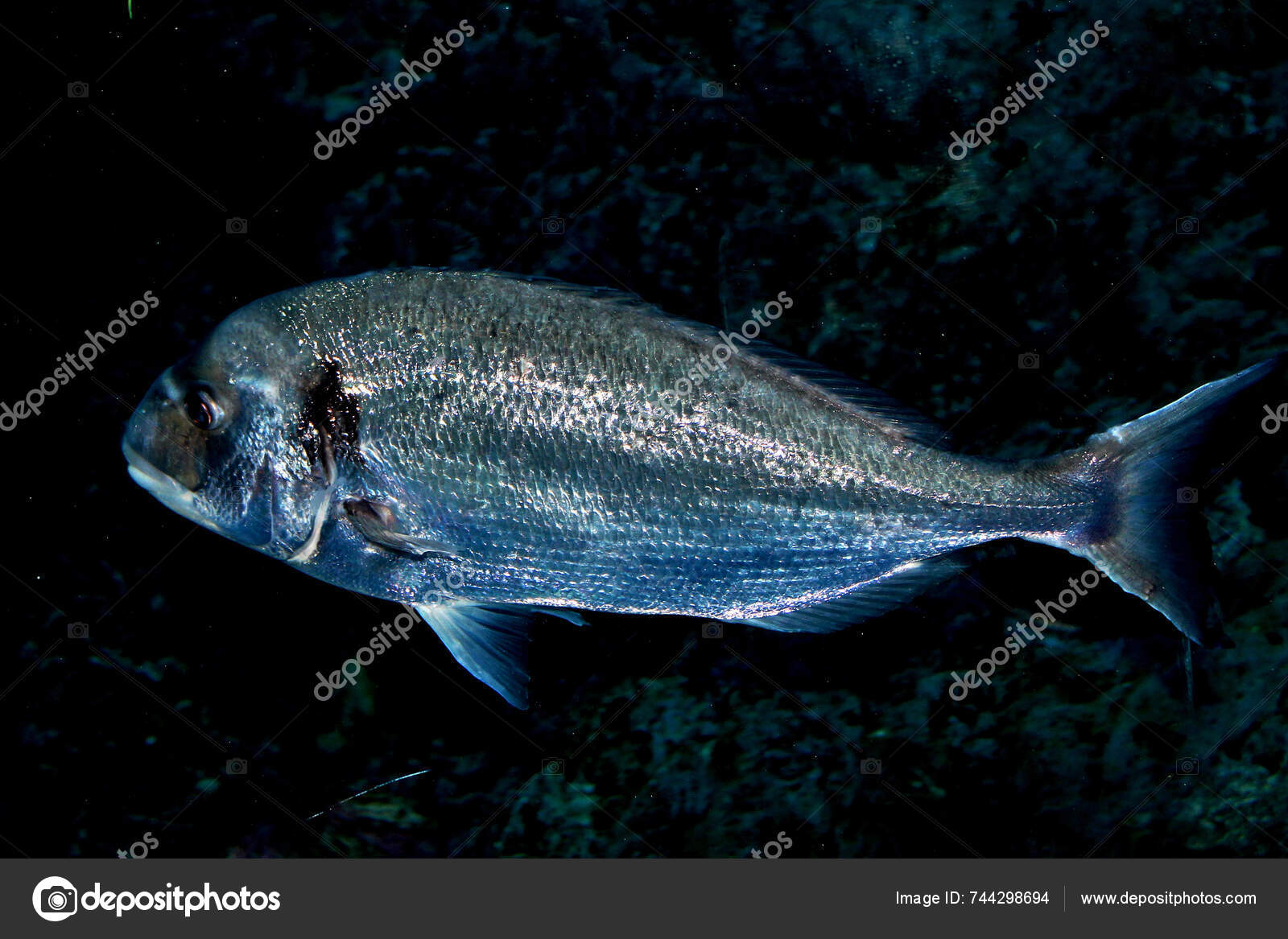 Sea Bream Grouper Fish Underwater Coral Reef — Stock Photo © LIBINJOSE ...