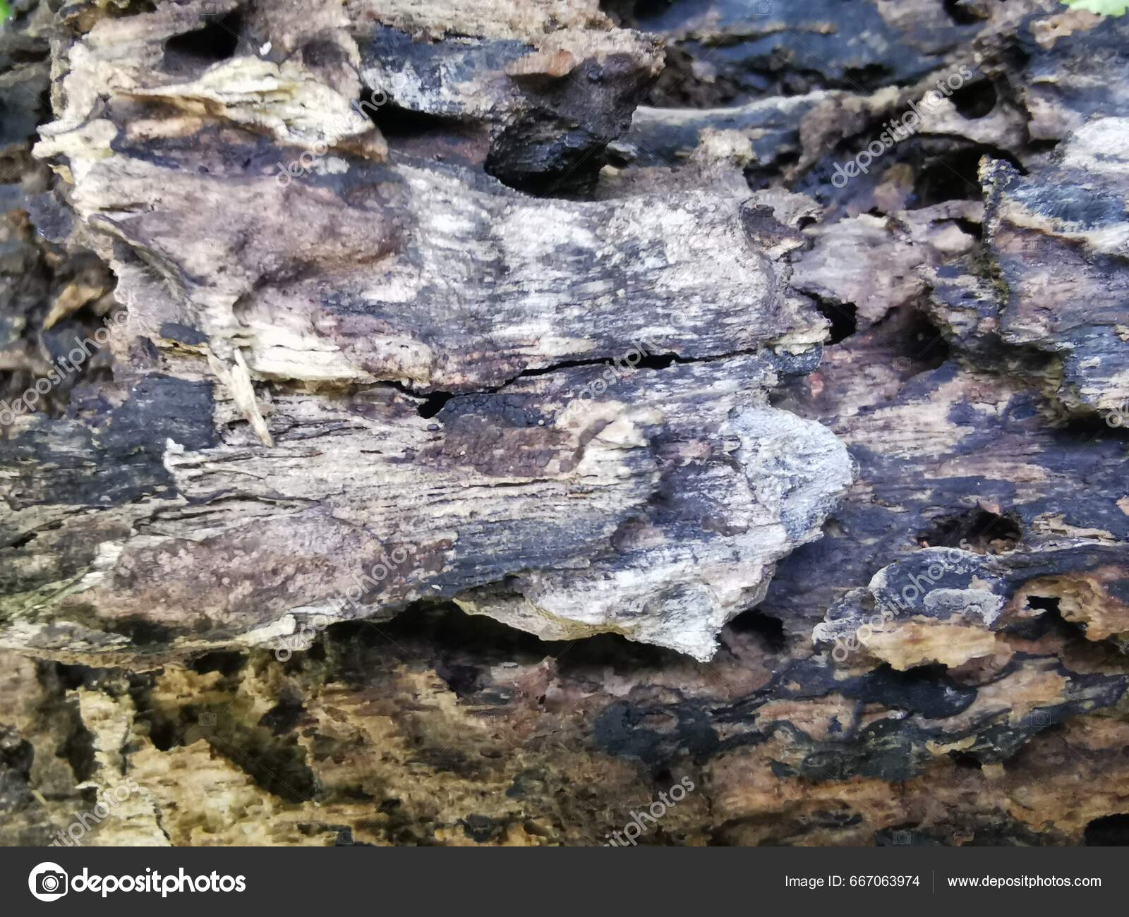 Decaying Wood Most Wood Decay Caused Basidiomycetes Although Some ...
