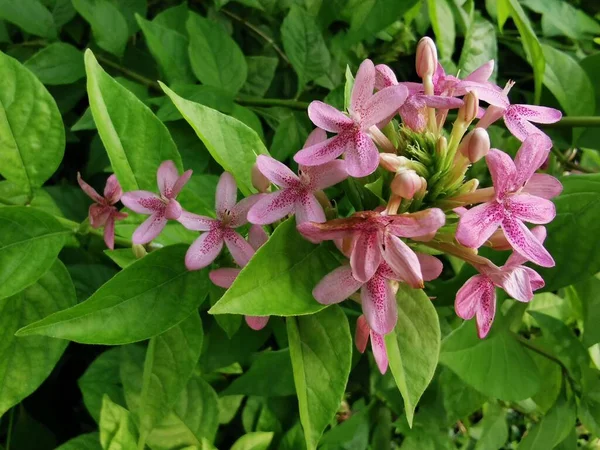 Ruspolia seticalyx, La especie es originaria de Botswana, República ...