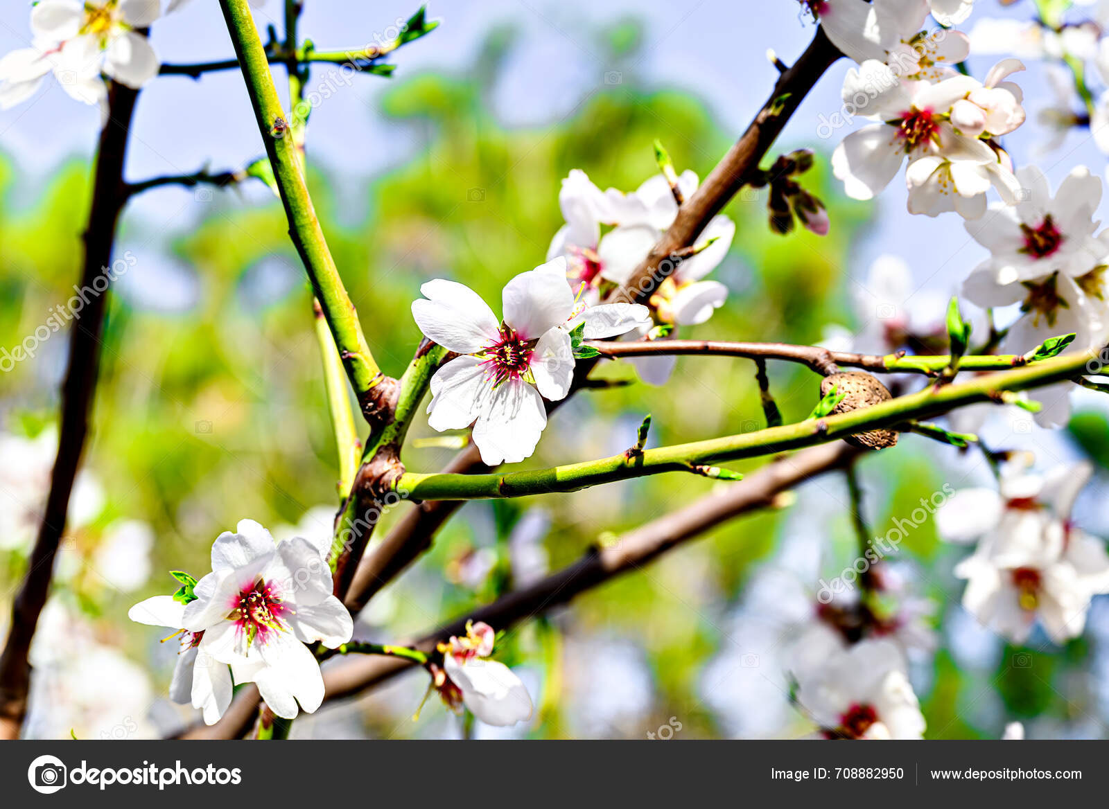 White Almond Tree Flowers Spring Almond Fields Selective Approach ...
