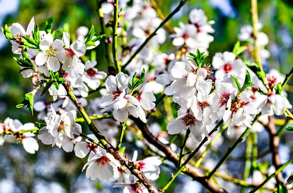 White Almond Tree Flowers Spring Almond Fields Selective Approach ...