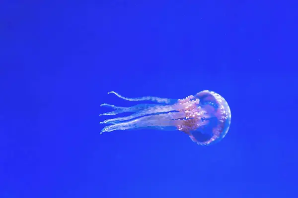 Promachoteuthis sulcus squid images libres de droit, photos de ...