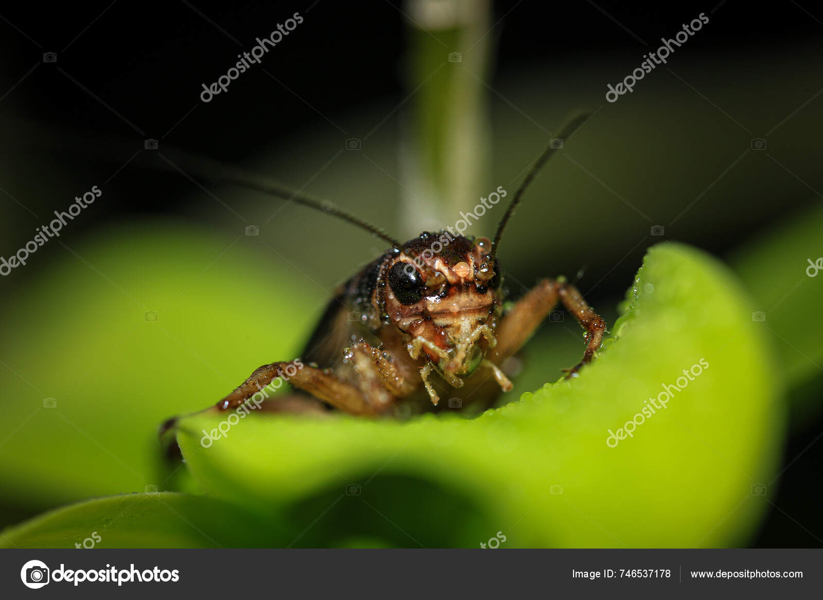 Cricket Macro Cricket Green Leaf Cricket Stick Rain Season — Stock Photo © S.thanawathreborn ...