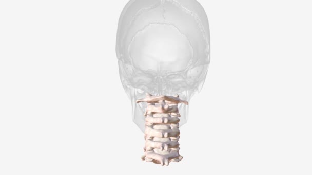 Cervical Spine Neck Region Consists Seven Bones Vertebrae Which ...