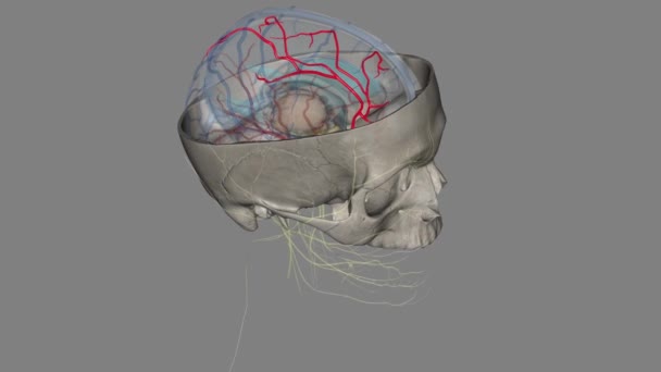 Anterior Cerebral Artery Terminal Branch Communicating Segment Internal ...