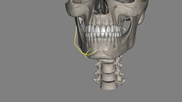Marginal Mandibular Branch Facial Nerve Arises Facial Nerve Vii Parotid ...