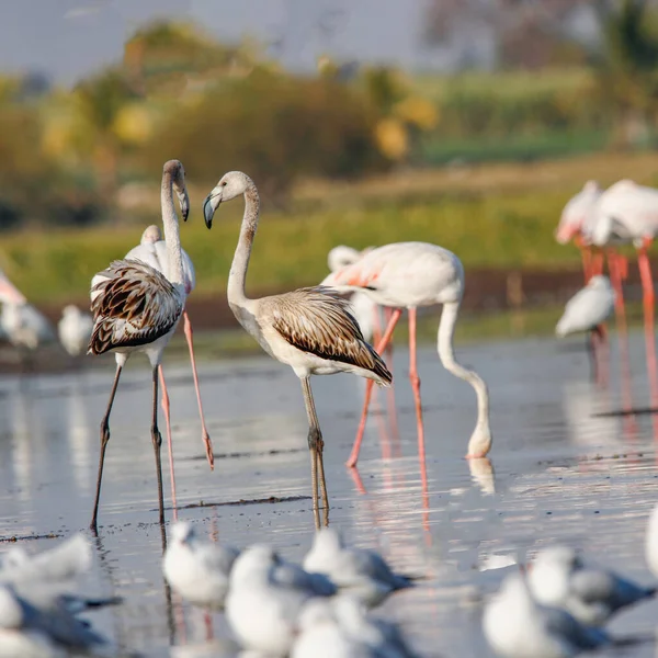 Beautiful Flamingo Back Water Wall Mounting Flamingo Bird Background ...